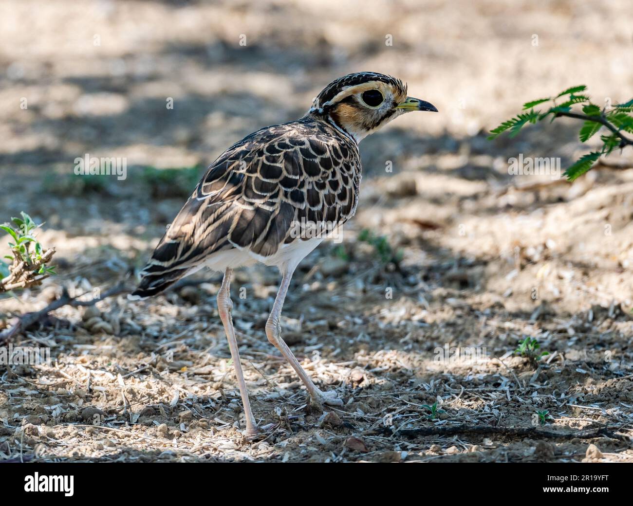 Rhinoptilus cinctus hi-res stock photography and images - Alamy
