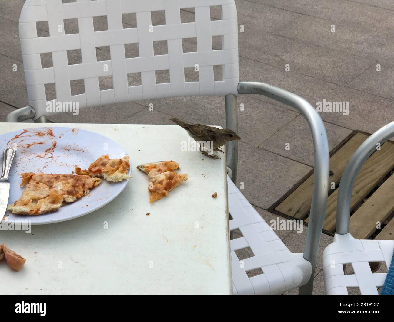A small bird, a sparrow eats a delicious pizza from a table in an ...