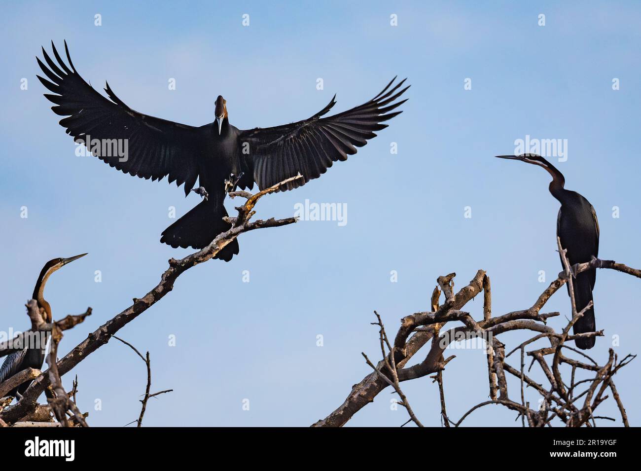 African anhinga hi-res stock photography and images - Alamy