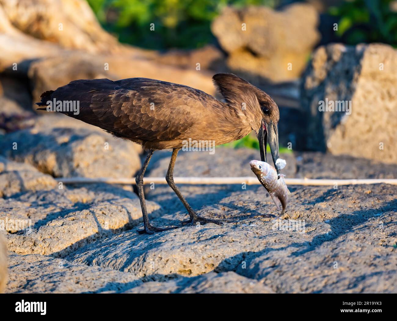 A Hamerkop (Scopus umbretta) eating a fish. Kenya, Africa Stock Photo ...