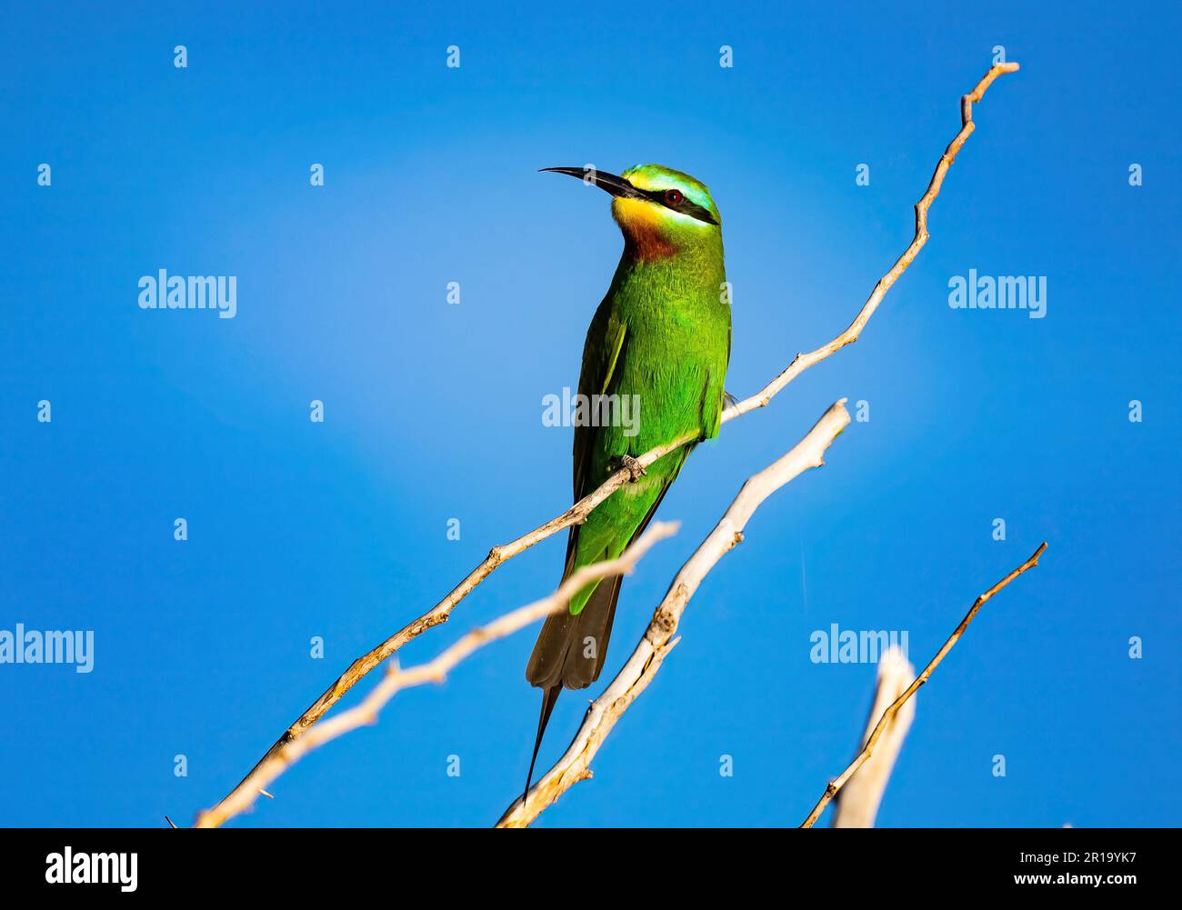 A Blue-cheeked Bee-eater (Merops persicus) perched on a branch. Kenya ...