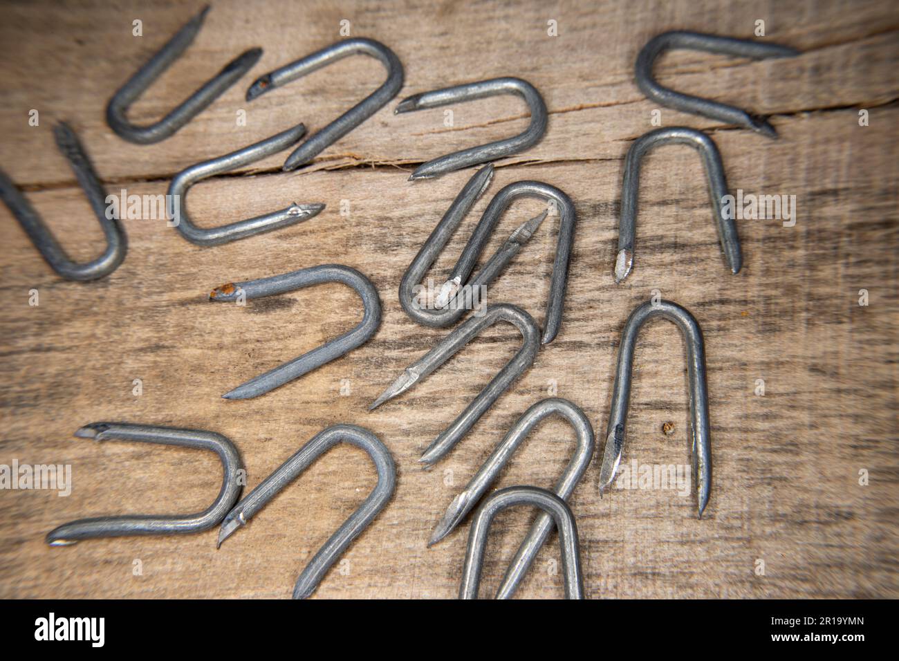 scattered pile of heavy barbed wire staples for construction and ...