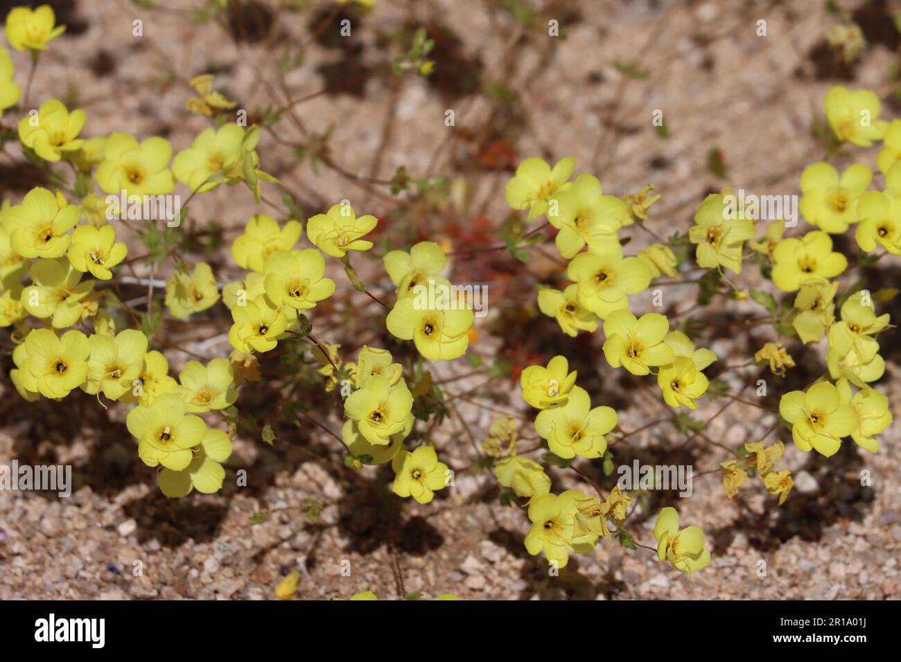 Golden linanthus hi-res stock photography and images - Alamy