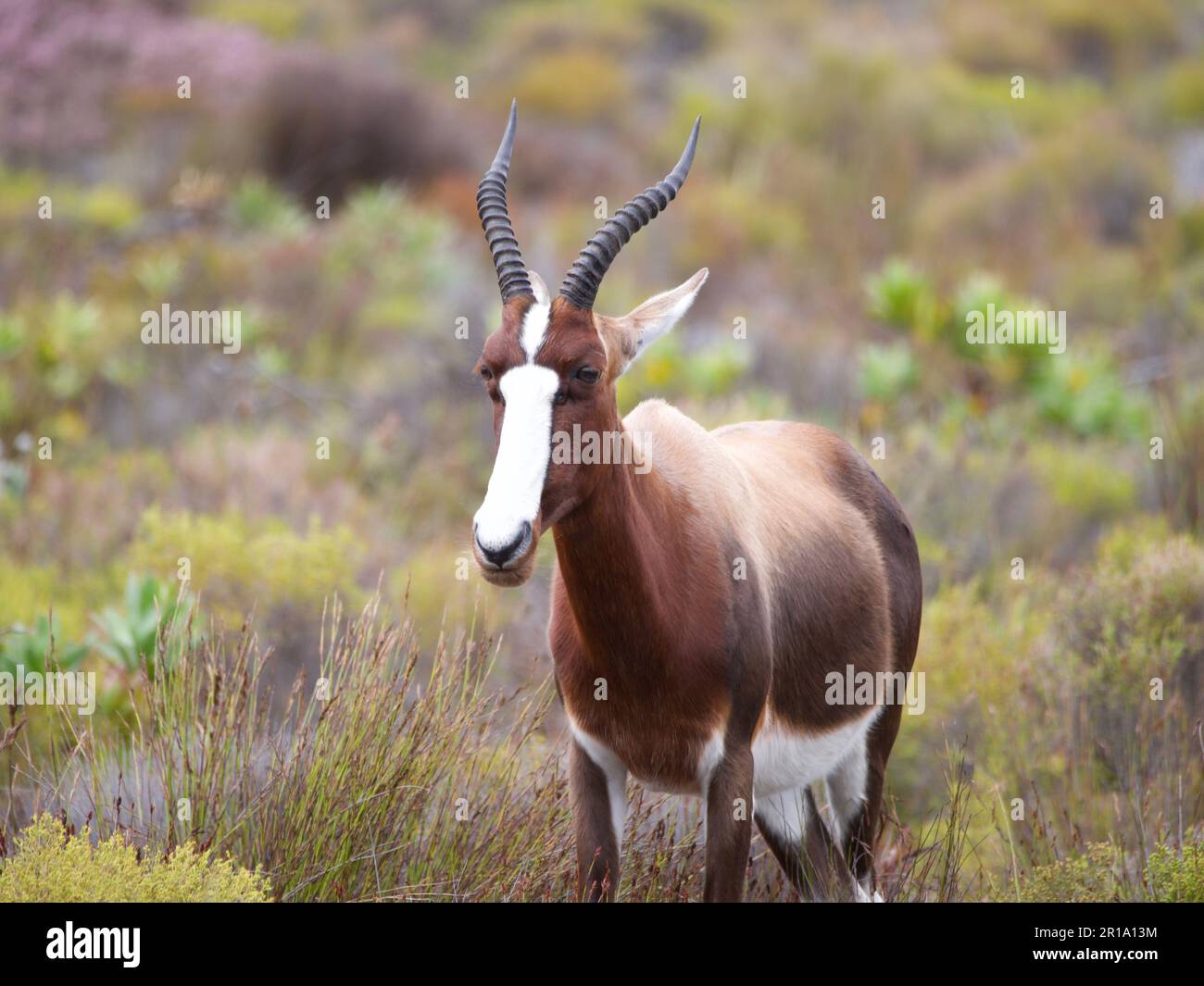 An antelope in the wild grasslands with a blurred background Stock ...