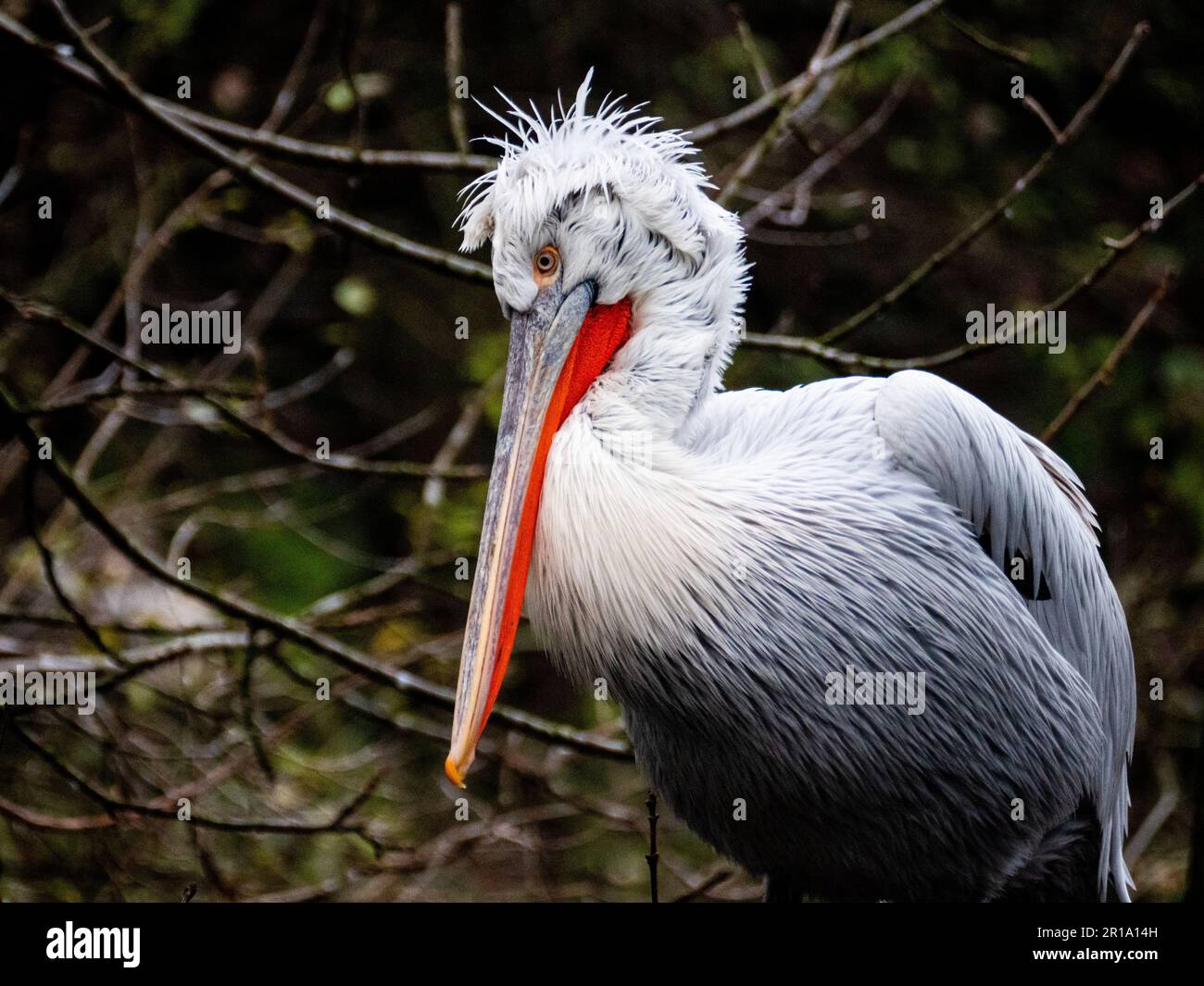 A white-feathered bird with its long beak open in an outdoor setting ...
