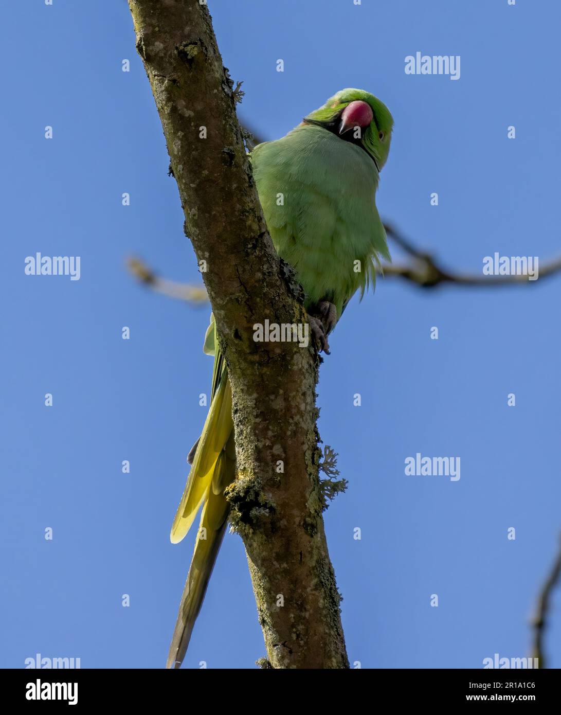 Bushy park london kestrel hi-res stock photography and images - Alamy