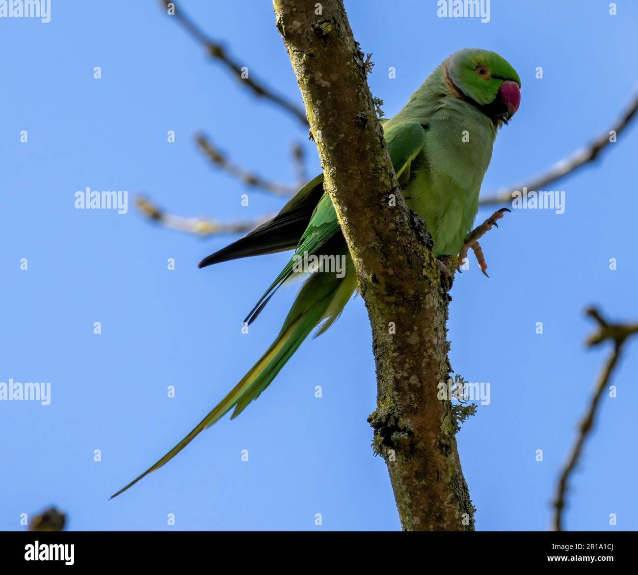 Bushy park london kestrel hi-res stock photography and images - Alamy