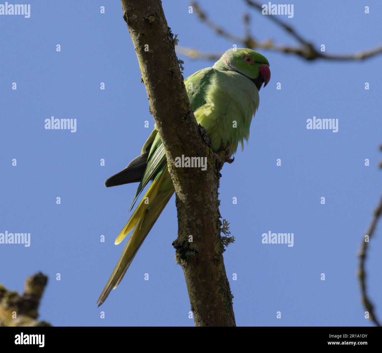 Parakeet london hi-res stock photography and images - Alamy