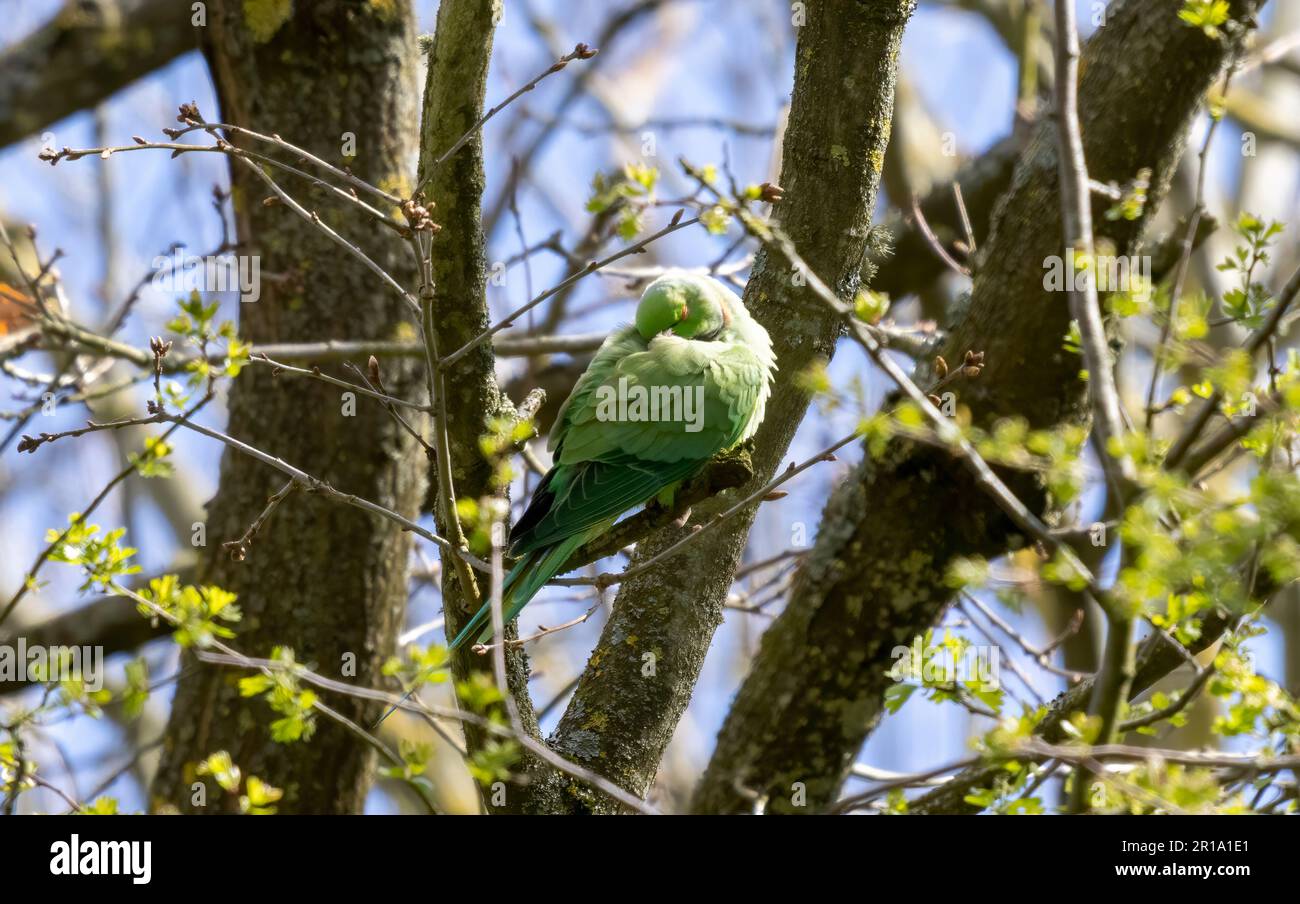 Bushy park london kestrel hi-res stock photography and images - Alamy