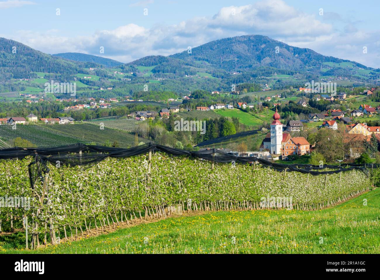 Puch bei Weiz: church in village Puch bei Weiz, flowering apple ...