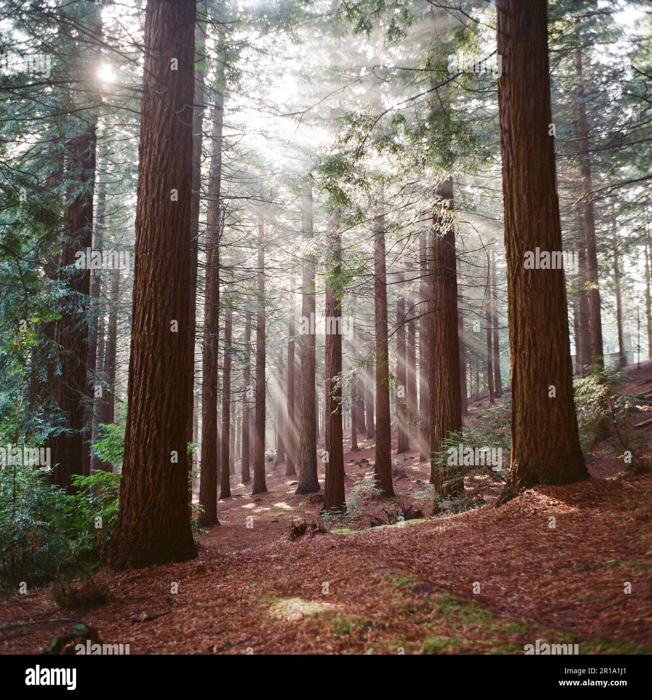 Giant Redwood trees , Giant Sequoia. Center Parcs, Longleat, Wiltshire ...