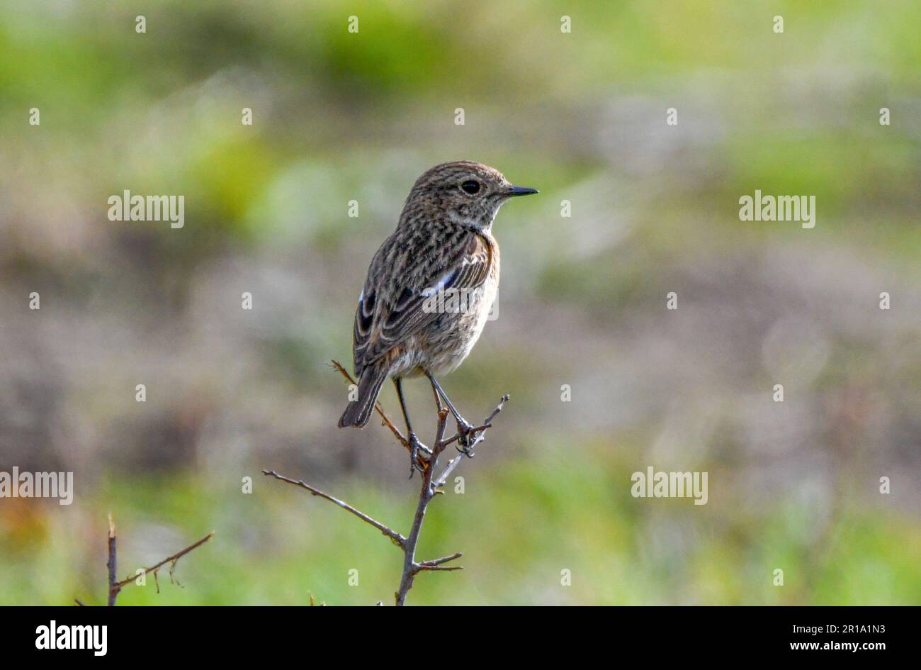 Female european stonechat hi-res stock photography and images - Alamy