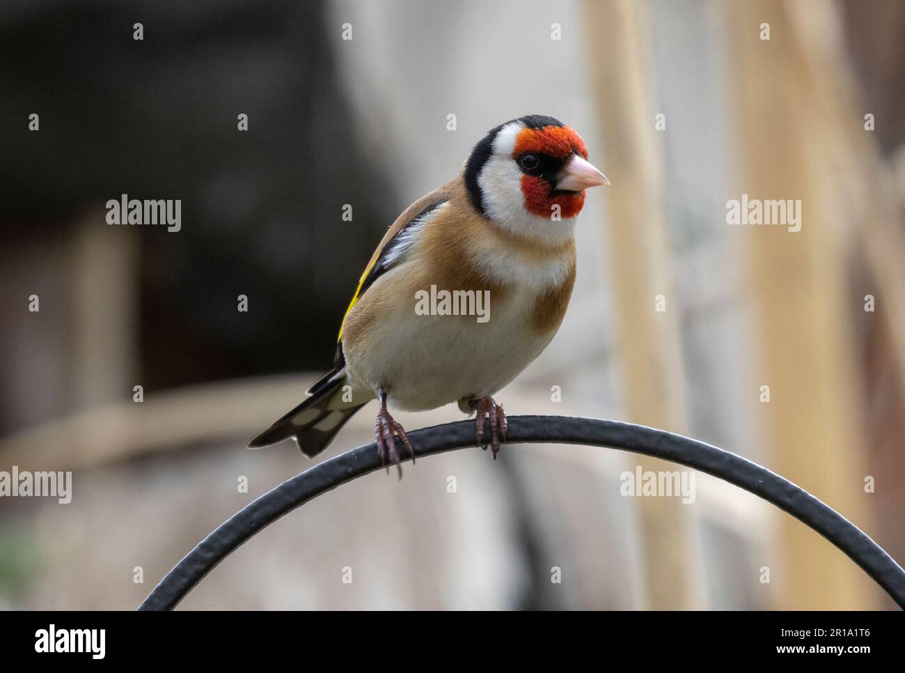 Gold finch taken at forest of dean Stock Photo - Alamy