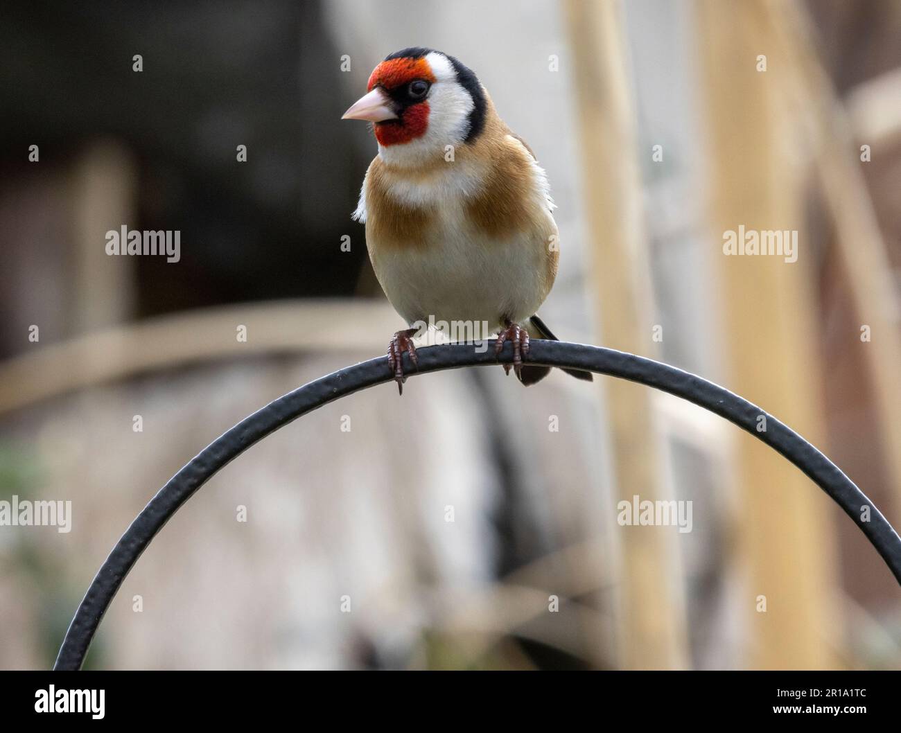 Gold finch taken at forest of dean Stock Photo - Alamy