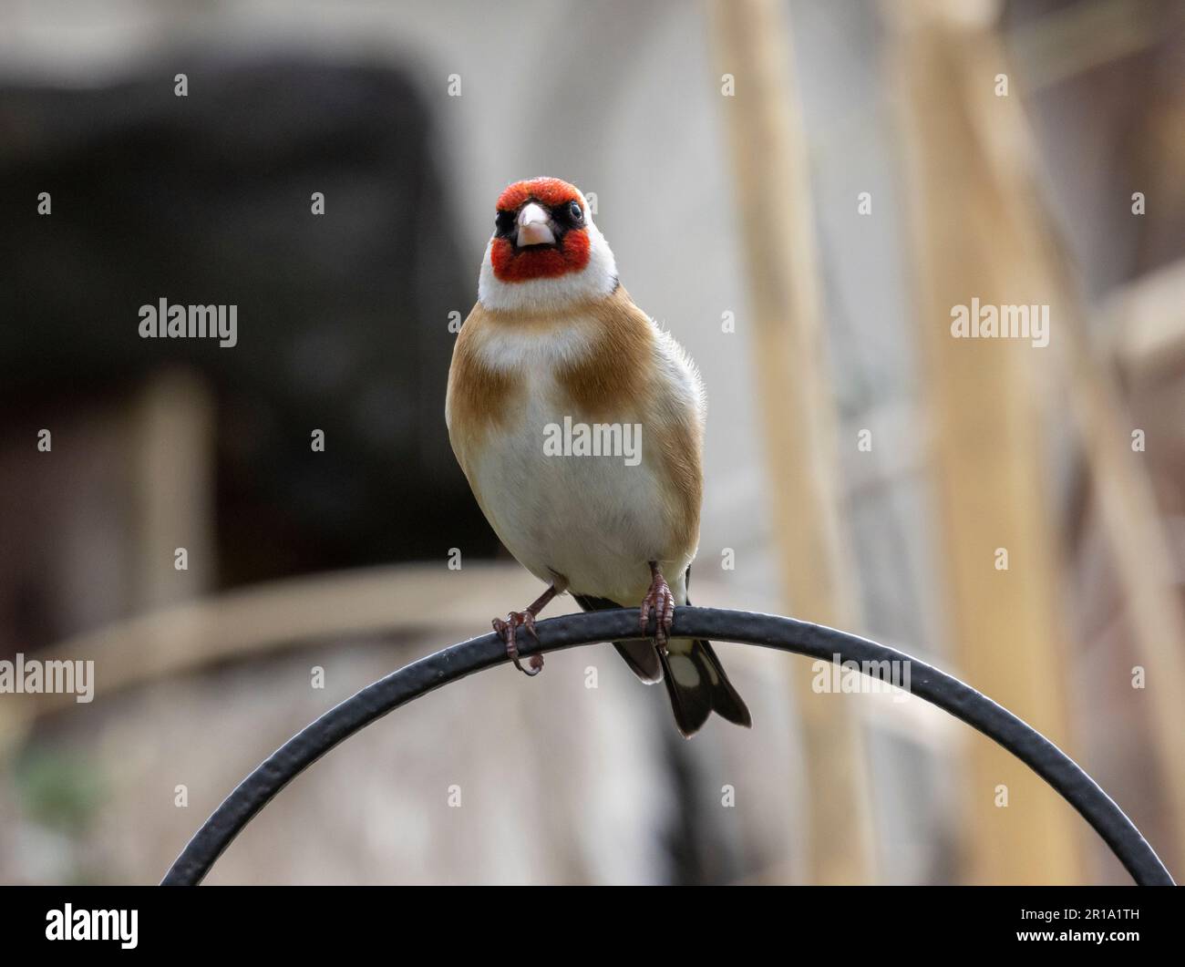 Gold finch taken at forest of dean Stock Photo - Alamy
