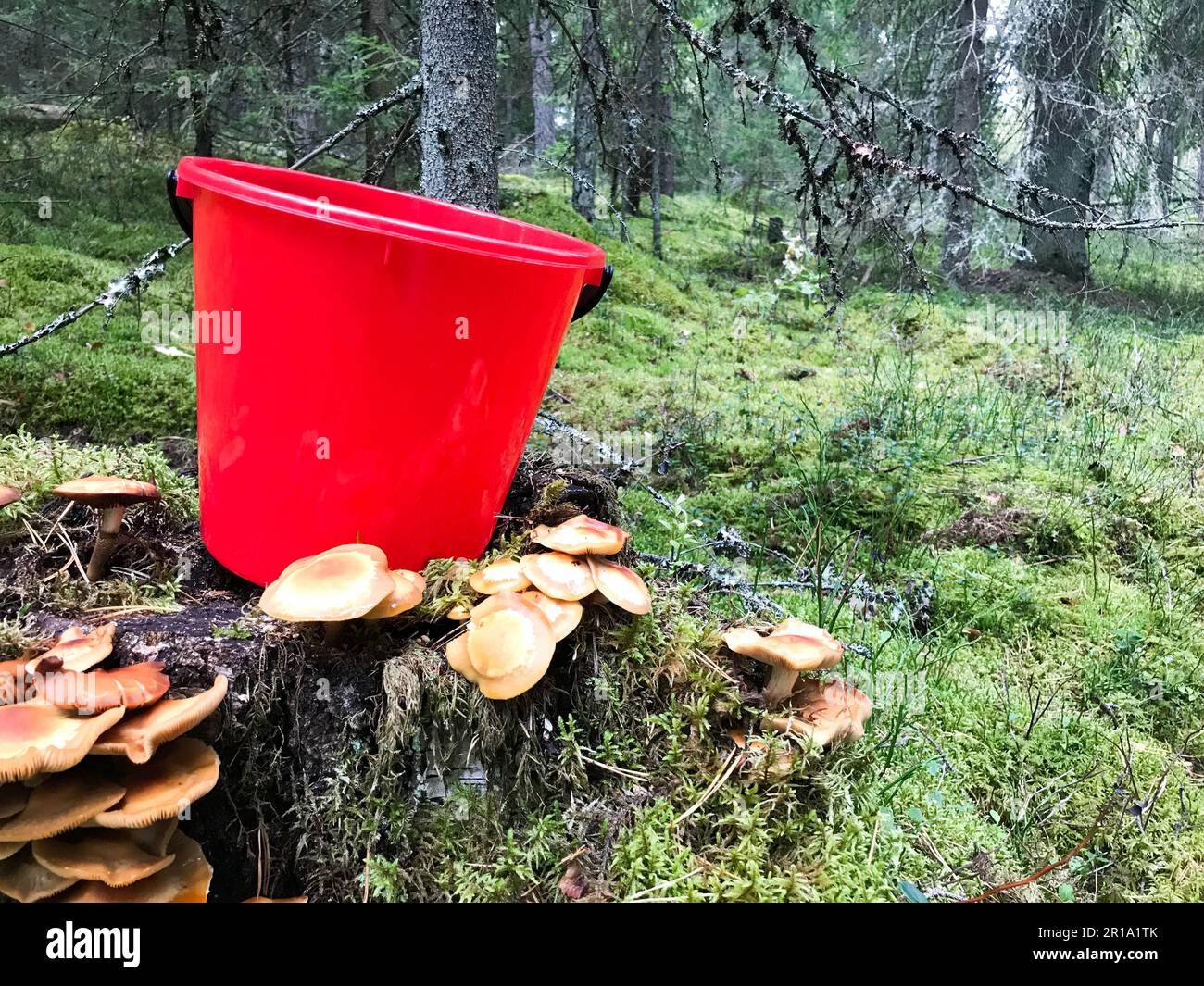 Stump in the forest with a lot of beautiful delicious edible mushrooms ...