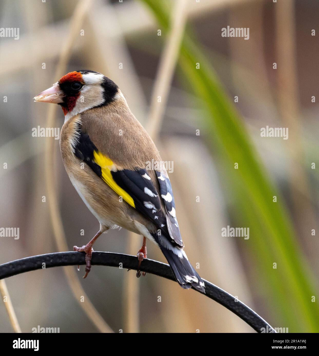 Gold finch taken at forest of dean Stock Photo - Alamy