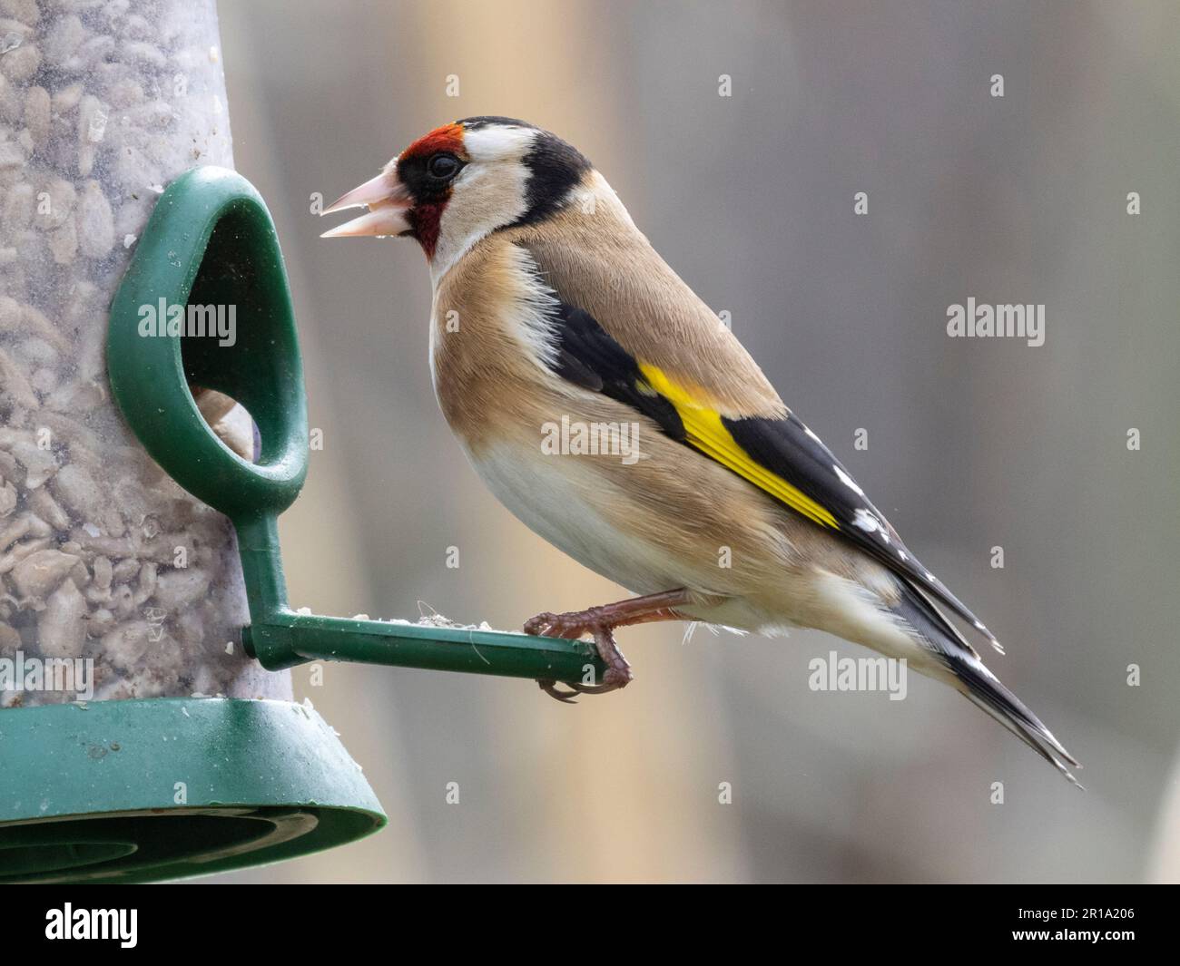 Gold finch taken at forest of dean Stock Photo - Alamy