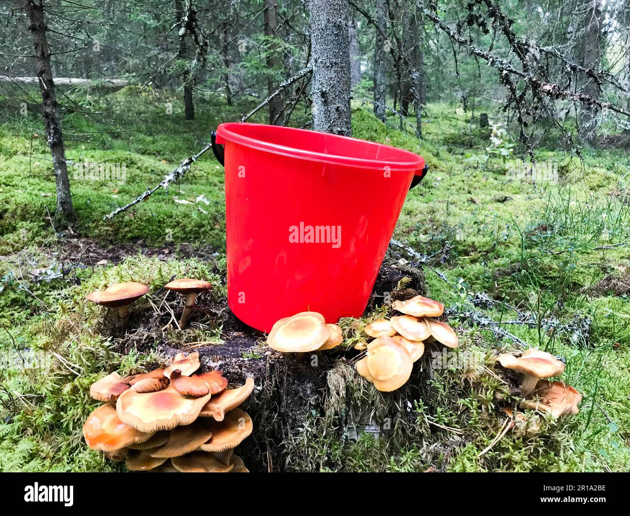 Stump in the forest with a lot of beautiful delicious edible mushrooms ...