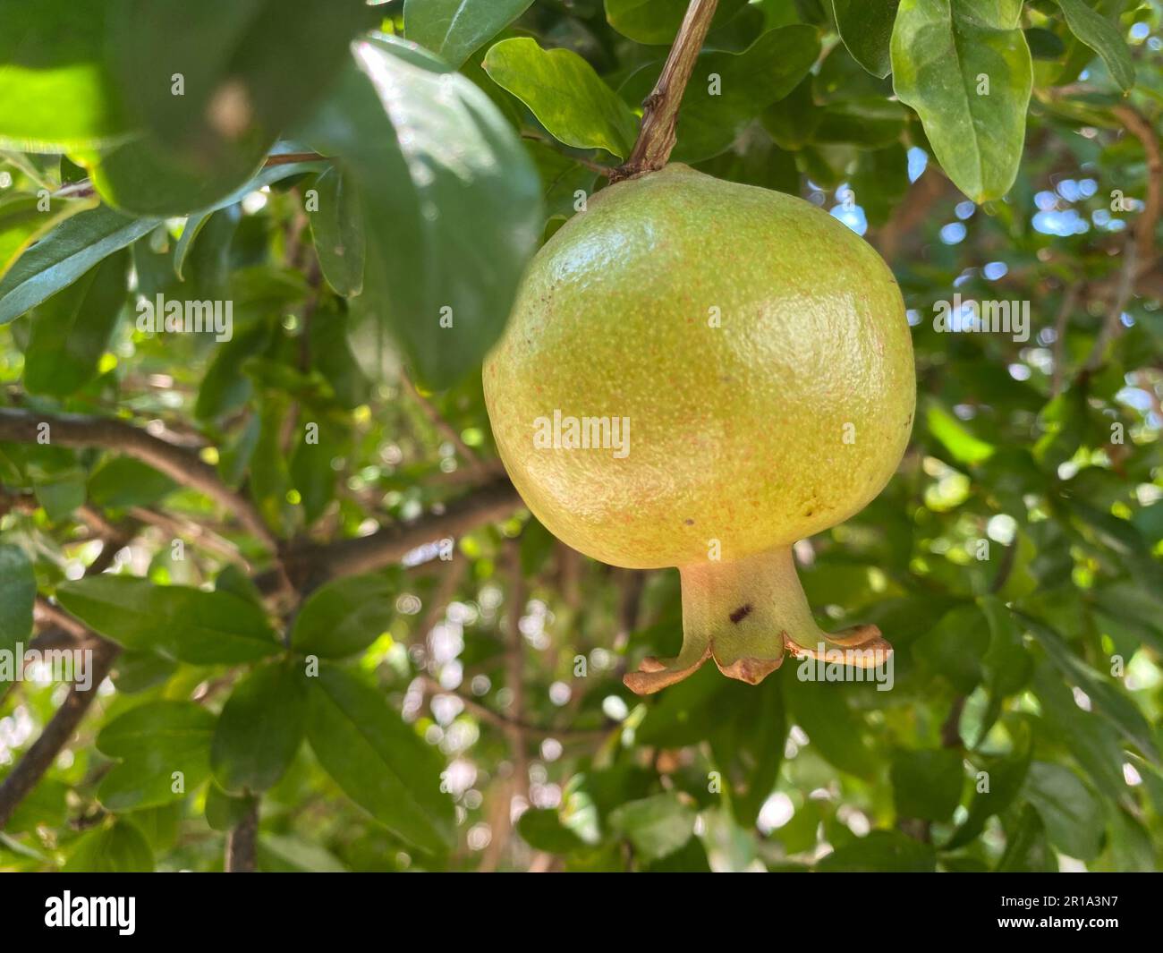 Tree under the sun hi-res stock photography and images - Alamy