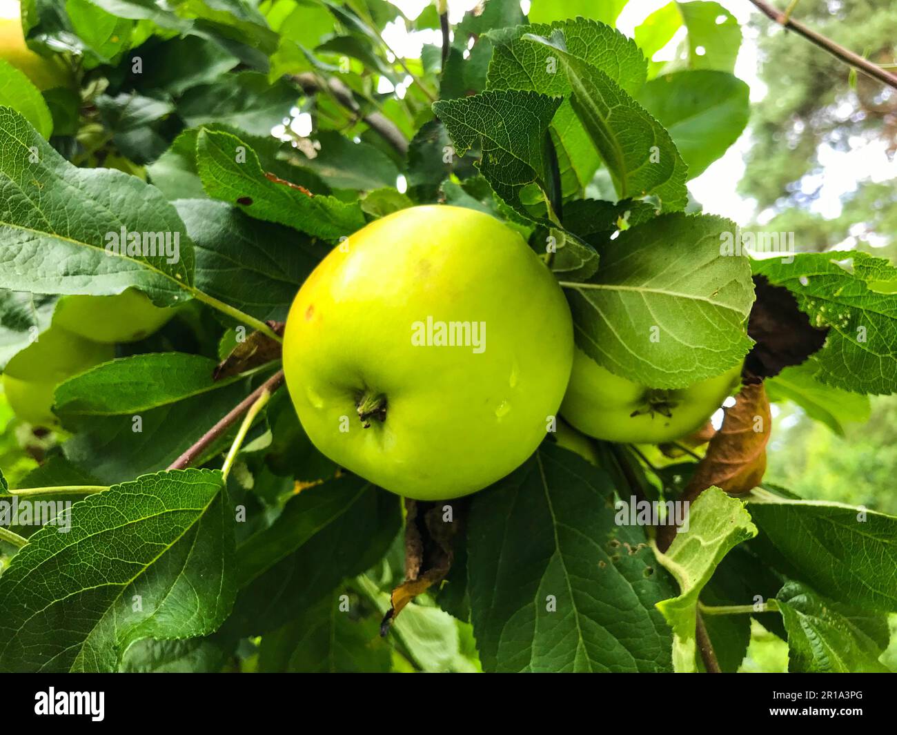a green, round, ripe and juicy apple is seen on a tree branch. the ...
