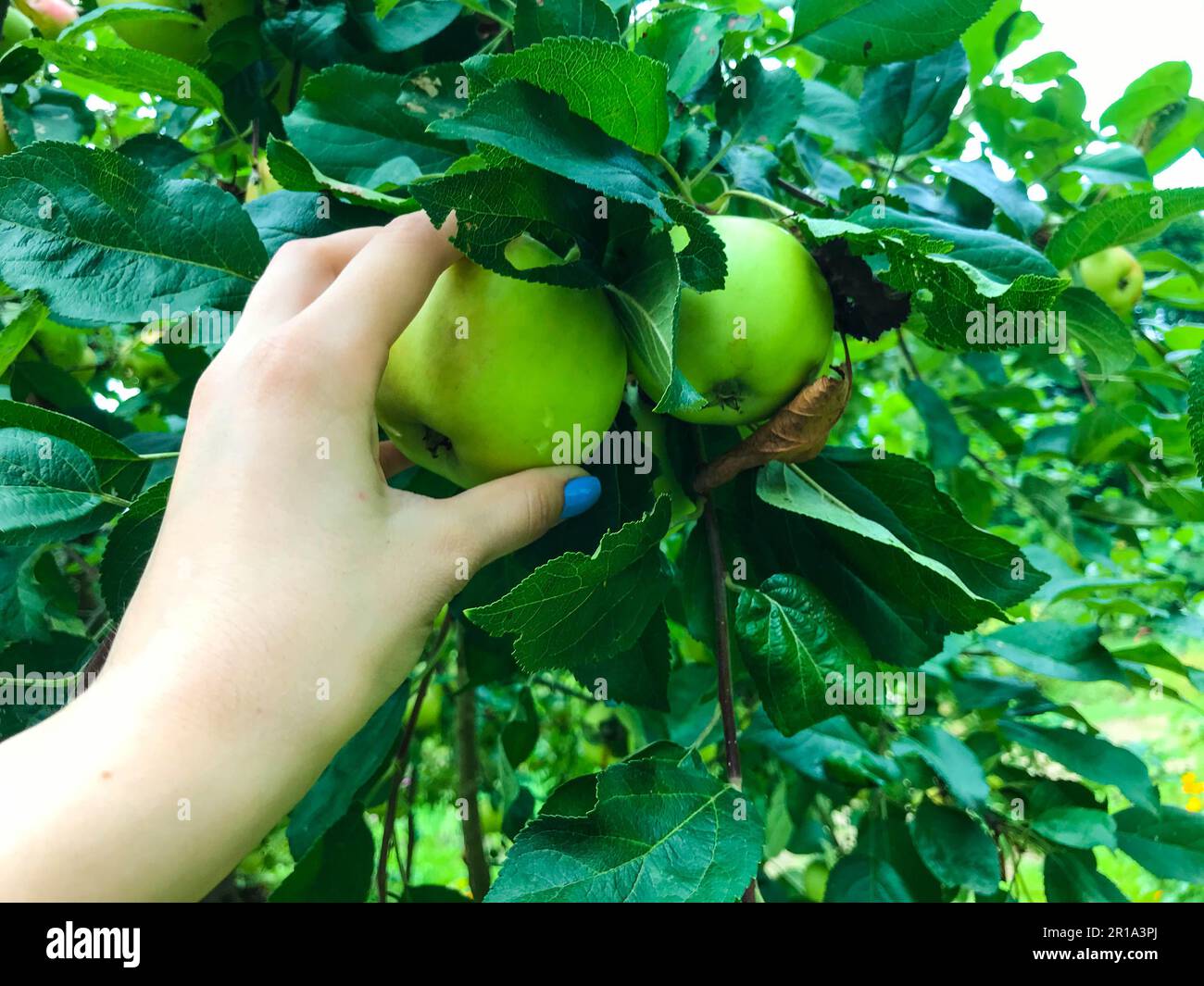 two round, ripe and juicy apples hang from a tree branch among green ...