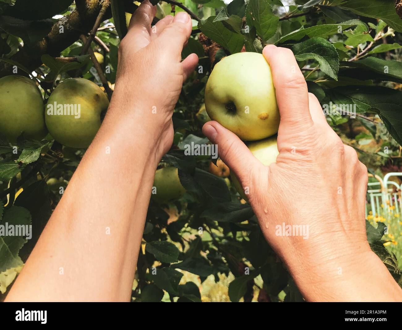 apples grow on a tree among green leaves. mother's tender and caring ...