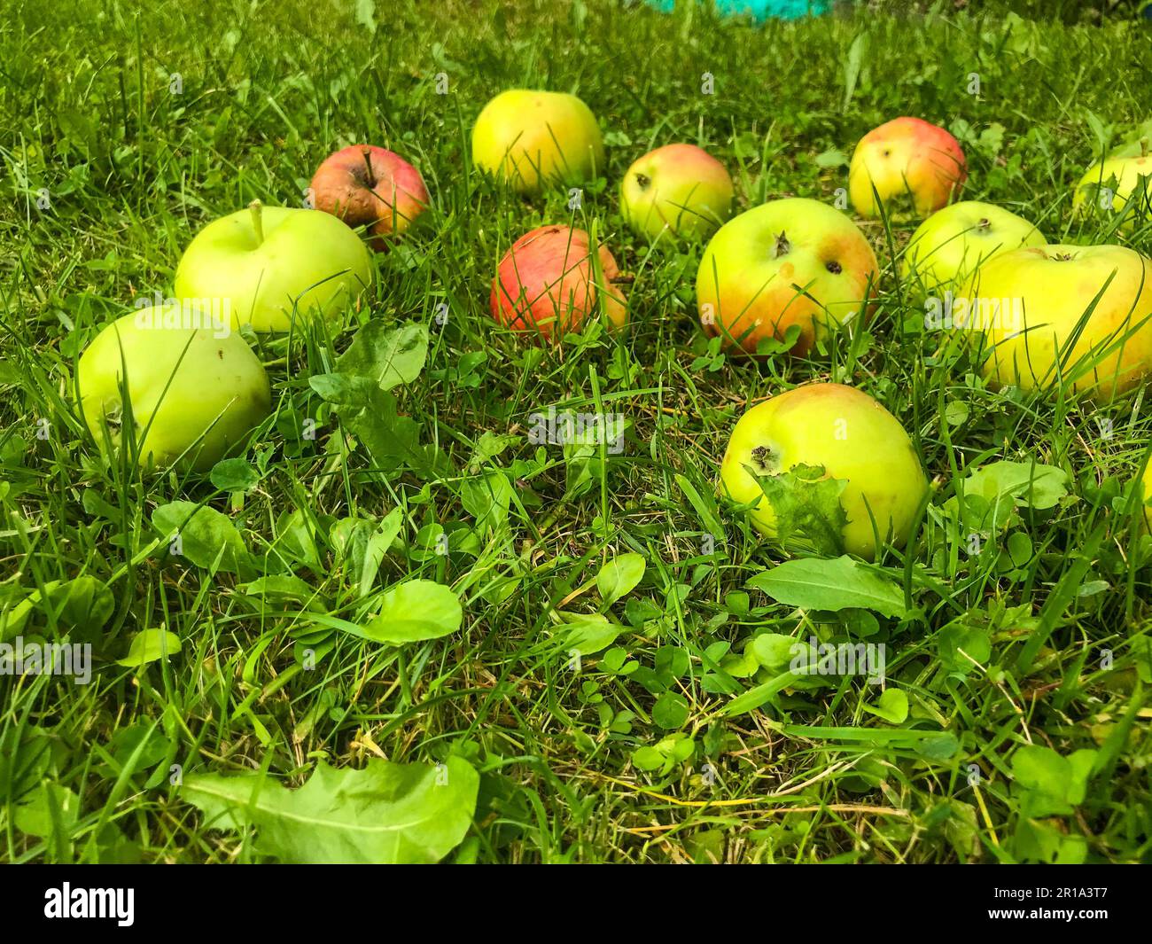 apples of different colors lie on green fresh grass. fruits of green ...