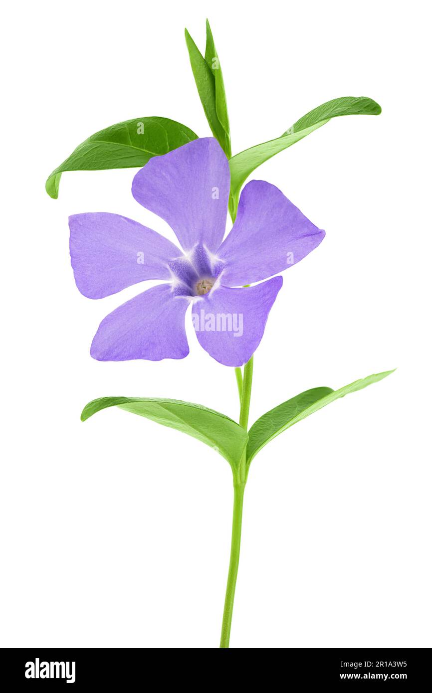 wild periwinkle flowers isolated on white background Stock Photo - Alamy