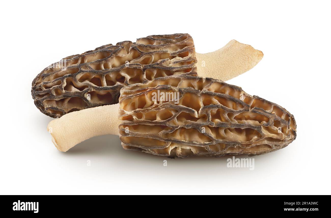 raw morel mushroom isolated on white background with full depth of ...