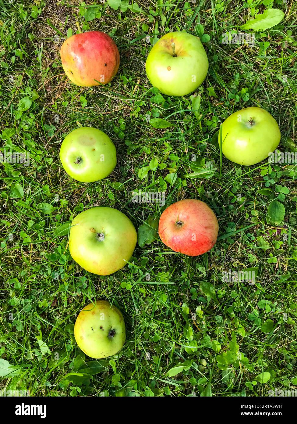 letters from apples. letter p, apple inscription. letters for word ...