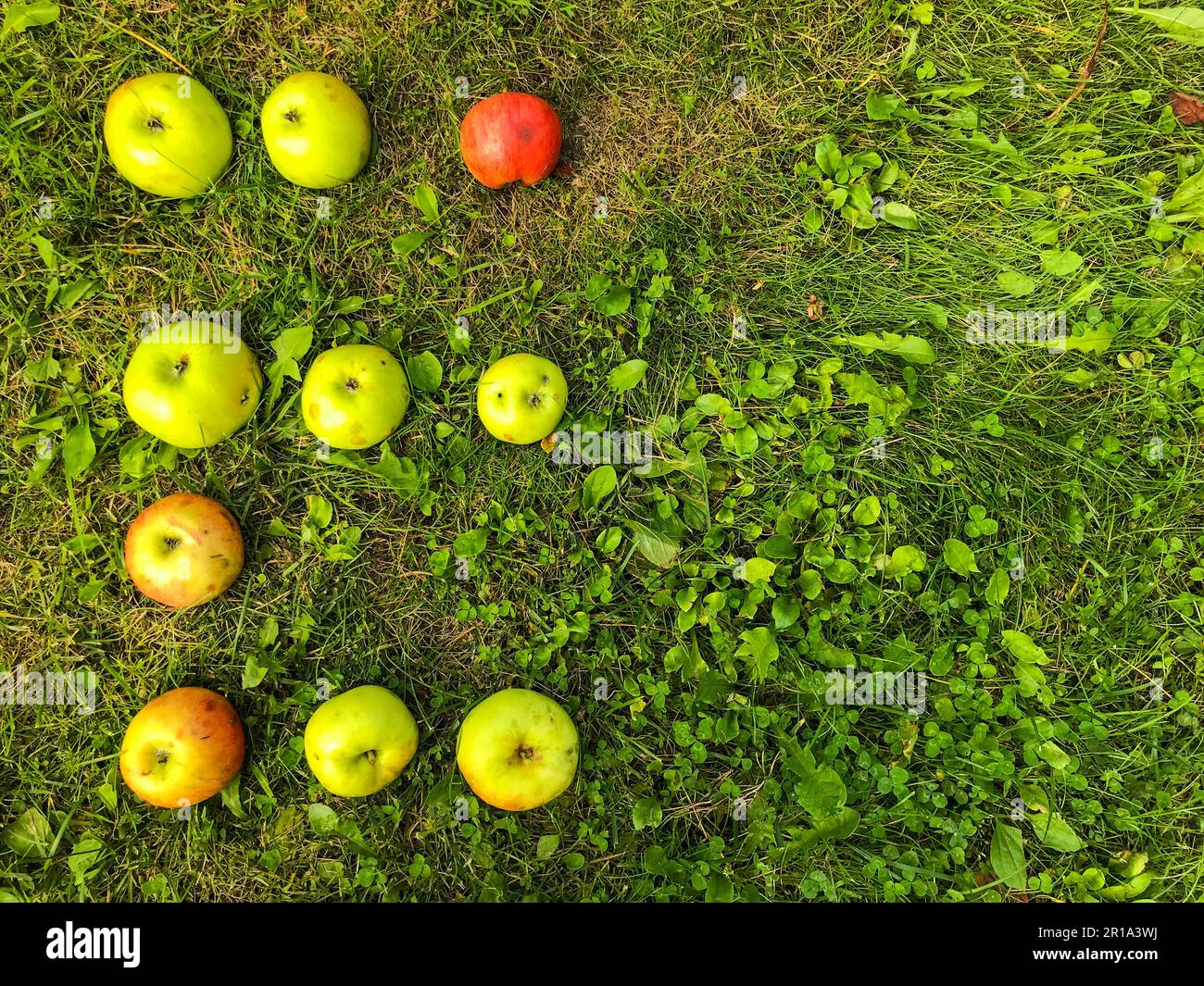 creative art letters from apples. letter E, apple lettering, word ...