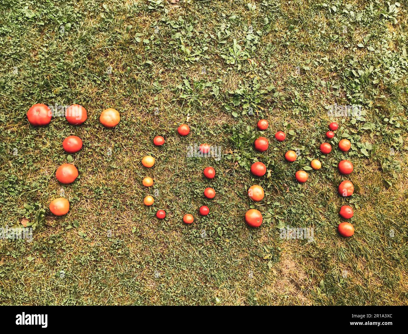 Tomato lettering. Word made from vegetables. the letters T, O and M ...