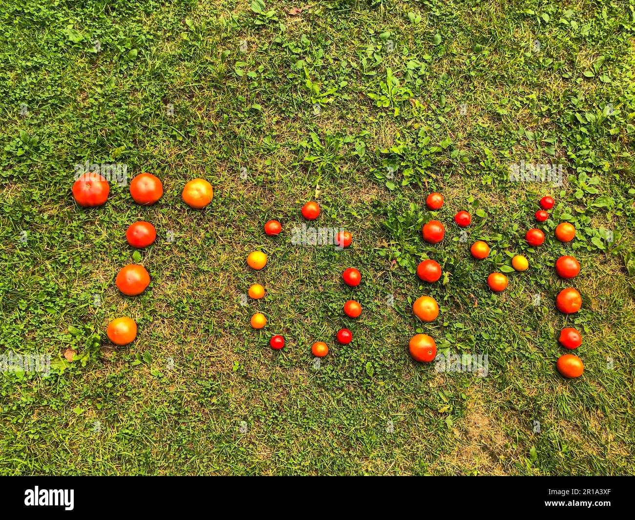 Tomato lettering. Word made from vegetables. the letters T, O and M ...