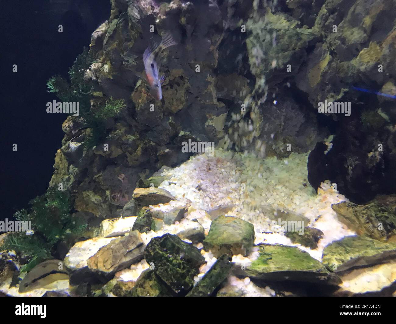 Sponge reef tank hi-res stock photography and images - Alamy