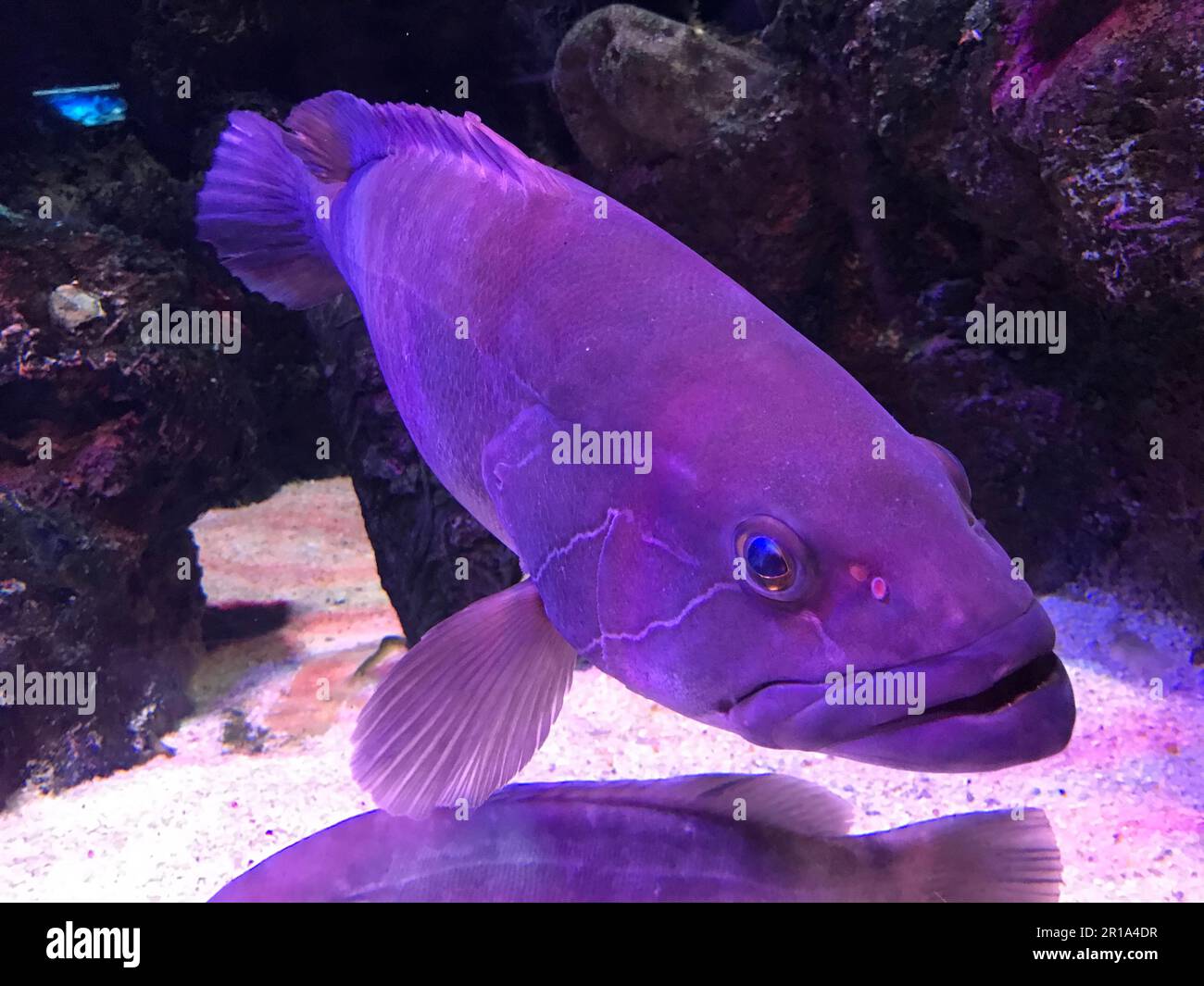 Multi-colored beautiful fish swim in an aquarium or underwater in the ...