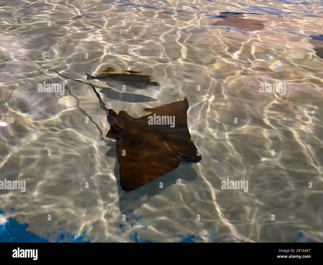 Stingray swimming under water along sea floor Stock Photo - Alamy