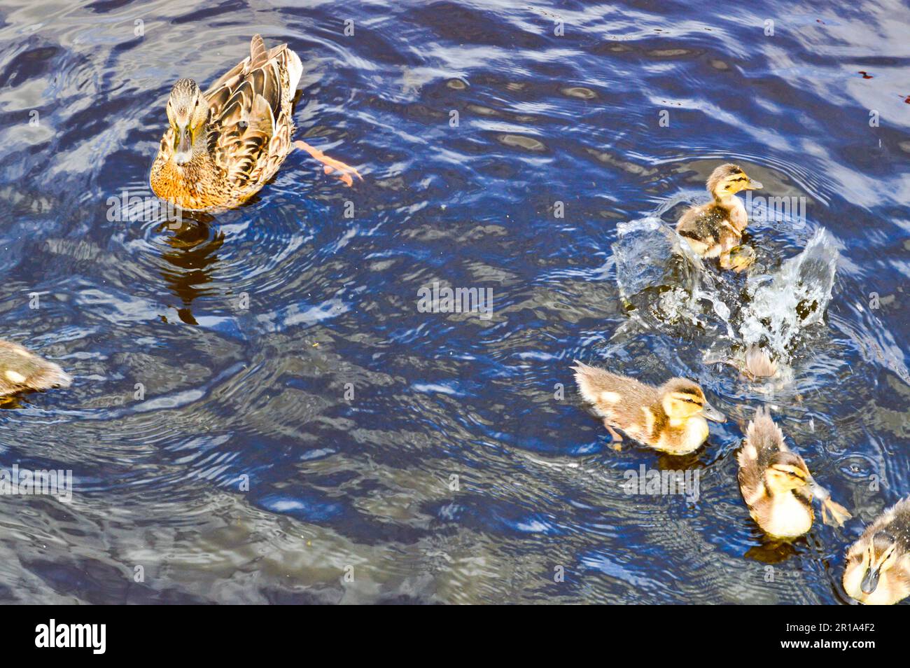 A flock of many beautiful wild water birds of ducks with chicks ...