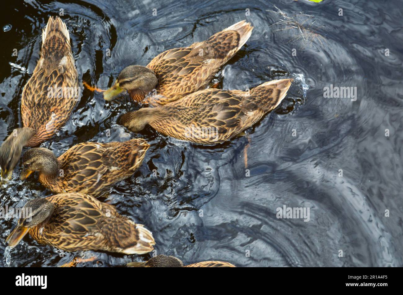 A flock of many beautiful wild water birds of ducks with chicks ...