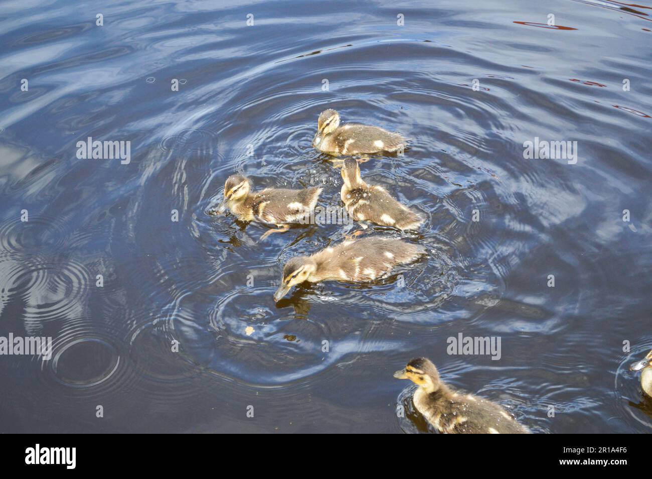A flock of many beautiful wild water birds of ducks with chicks ...