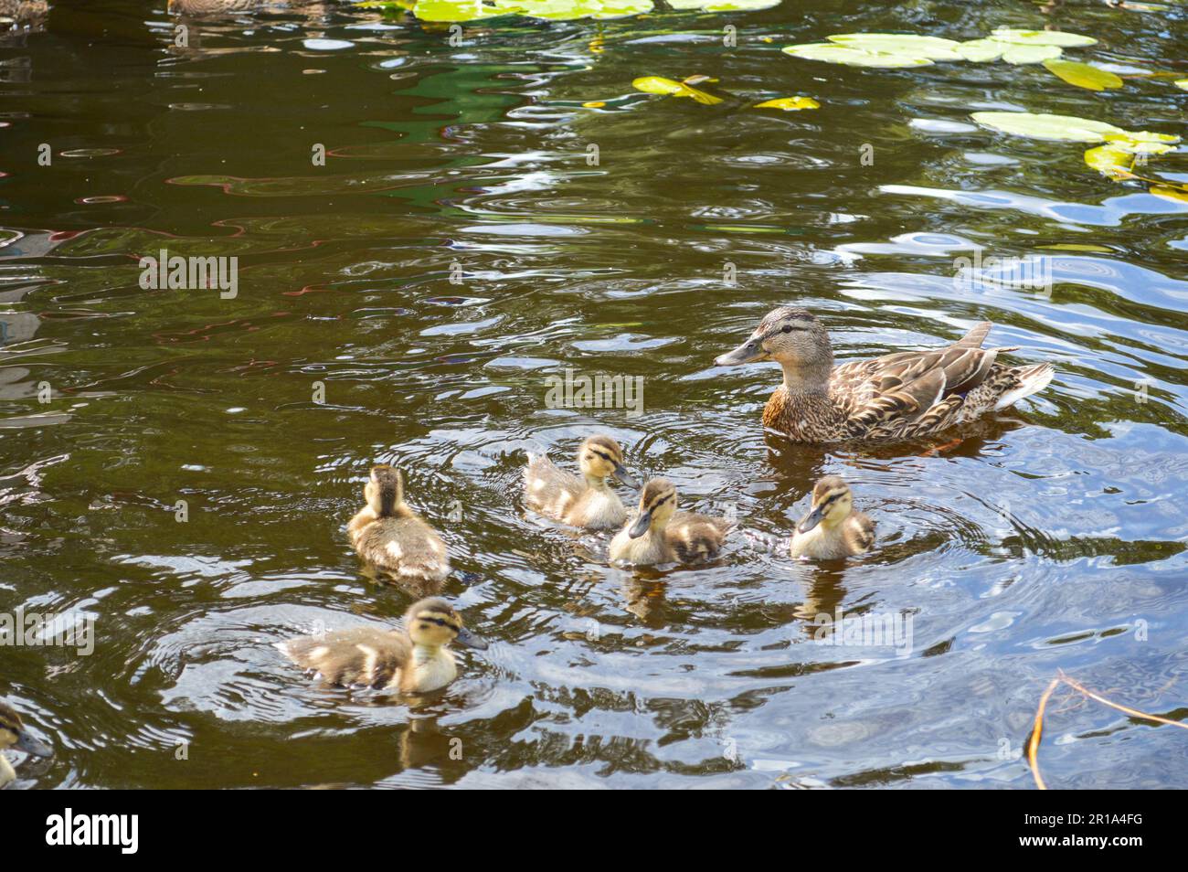 Small beautiful fluffy wild natural ducklings, waterfowl ducks with ...
