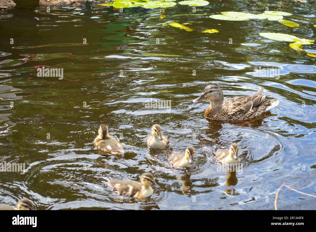 Small beautiful fluffy wild natural ducklings, waterfowl ducks with ...