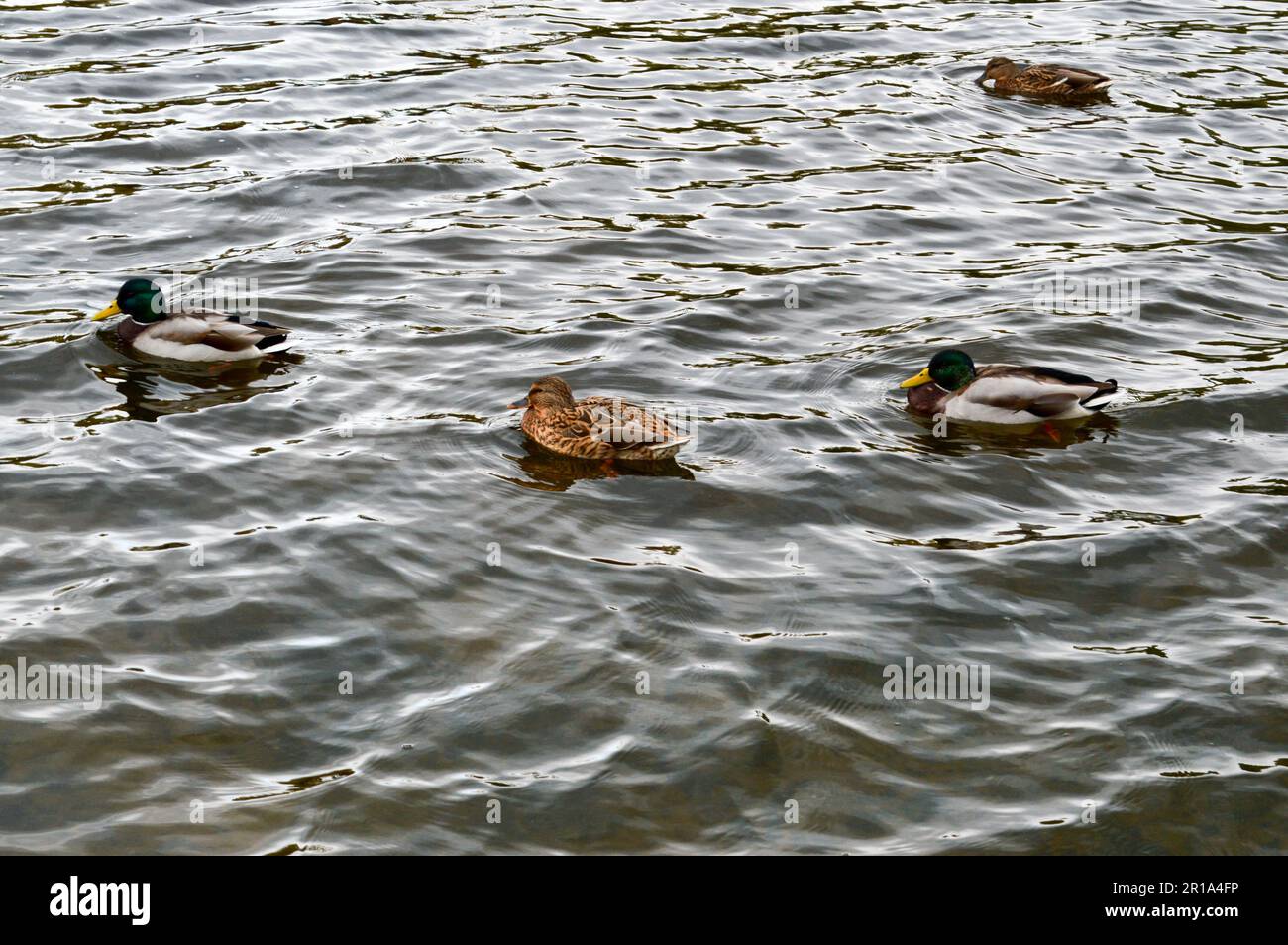 Beautiful family four autumn hi-res stock photography and images - Alamy