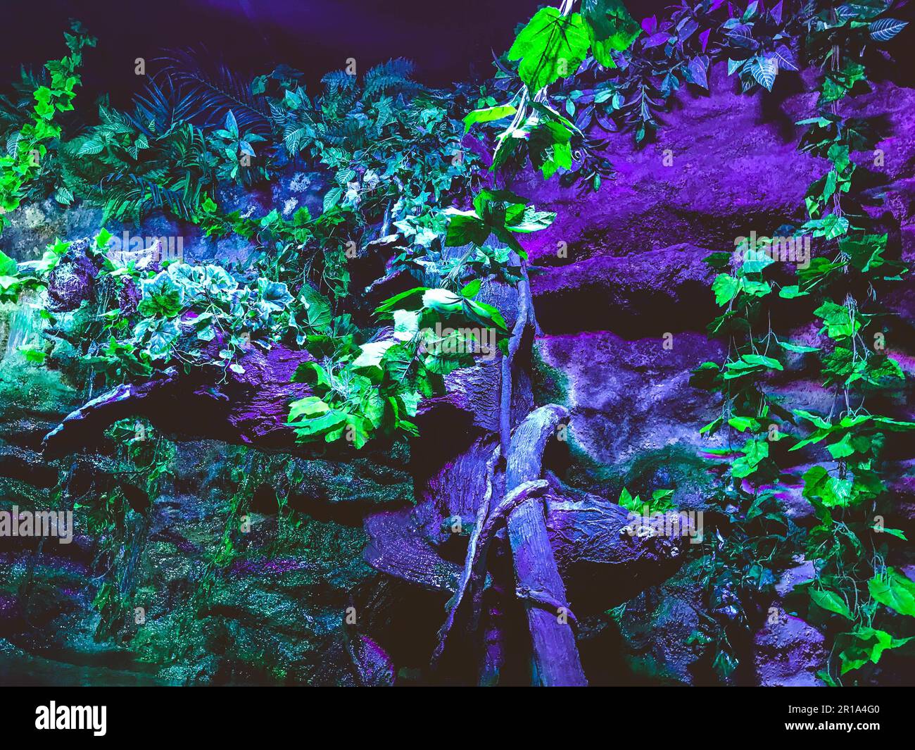 observation of the life of fish in the aquarium. a large stone ...