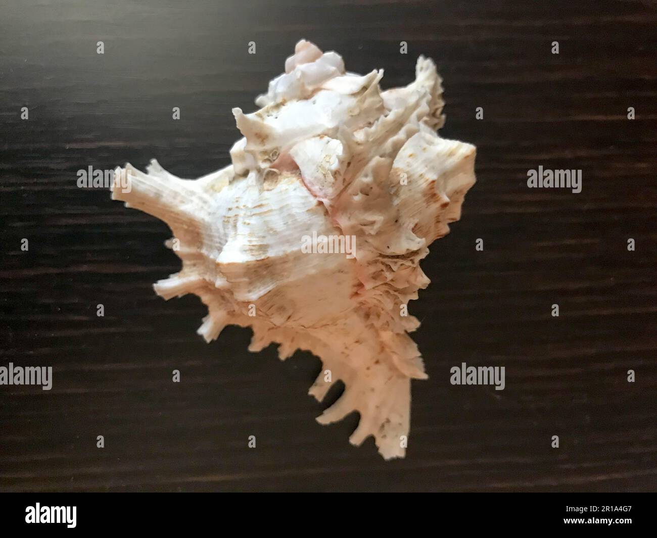 A beautiful brown sharp big shell lies on a dark brown wooden table ...