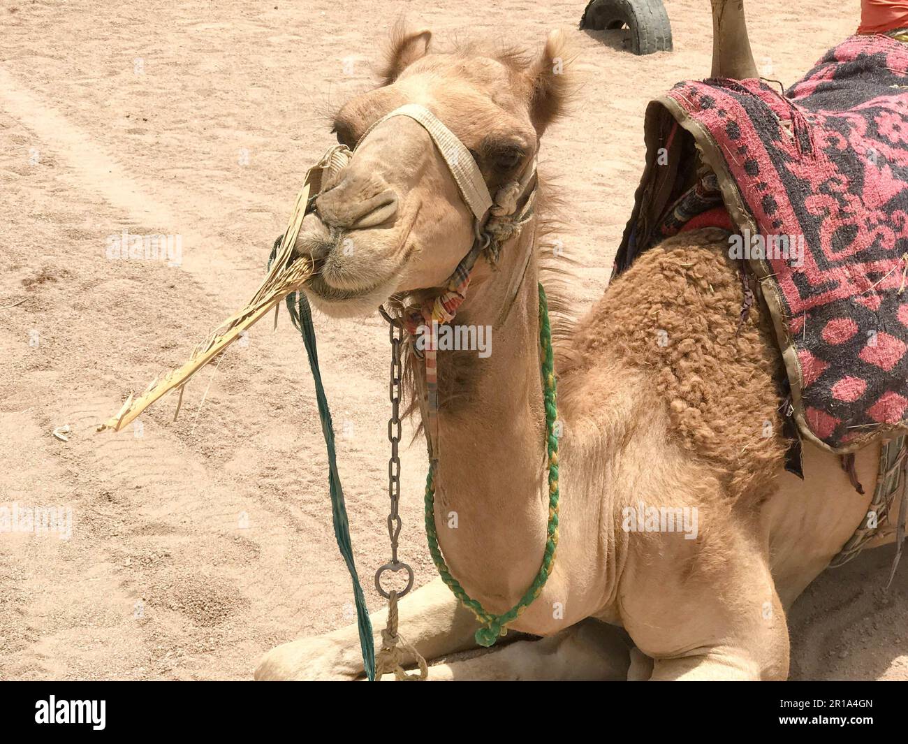 A profile of a large beige beautiful strong proud camel with a hump ...