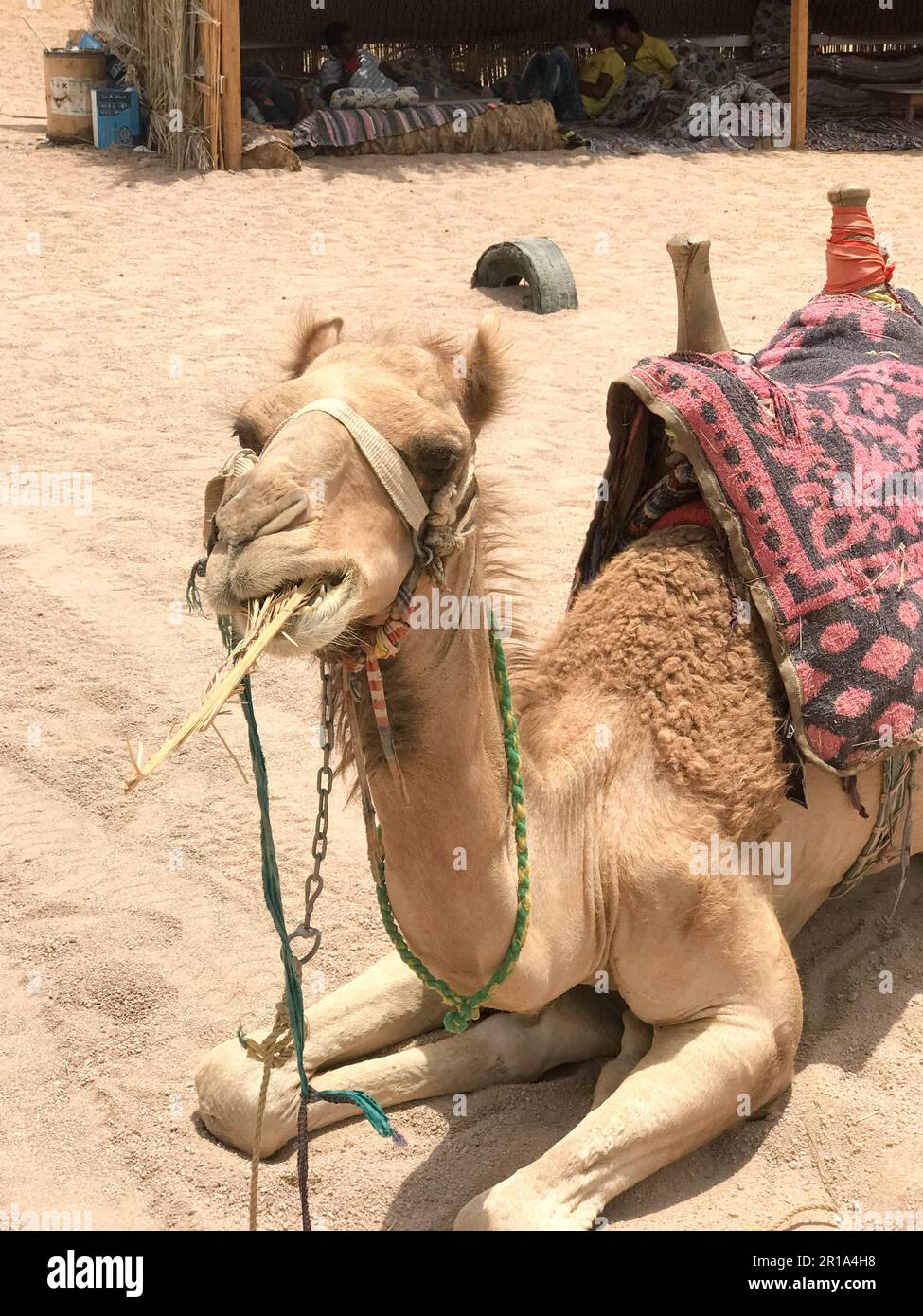 A profile of a large beige strong proud camel with a hump with a snout ...