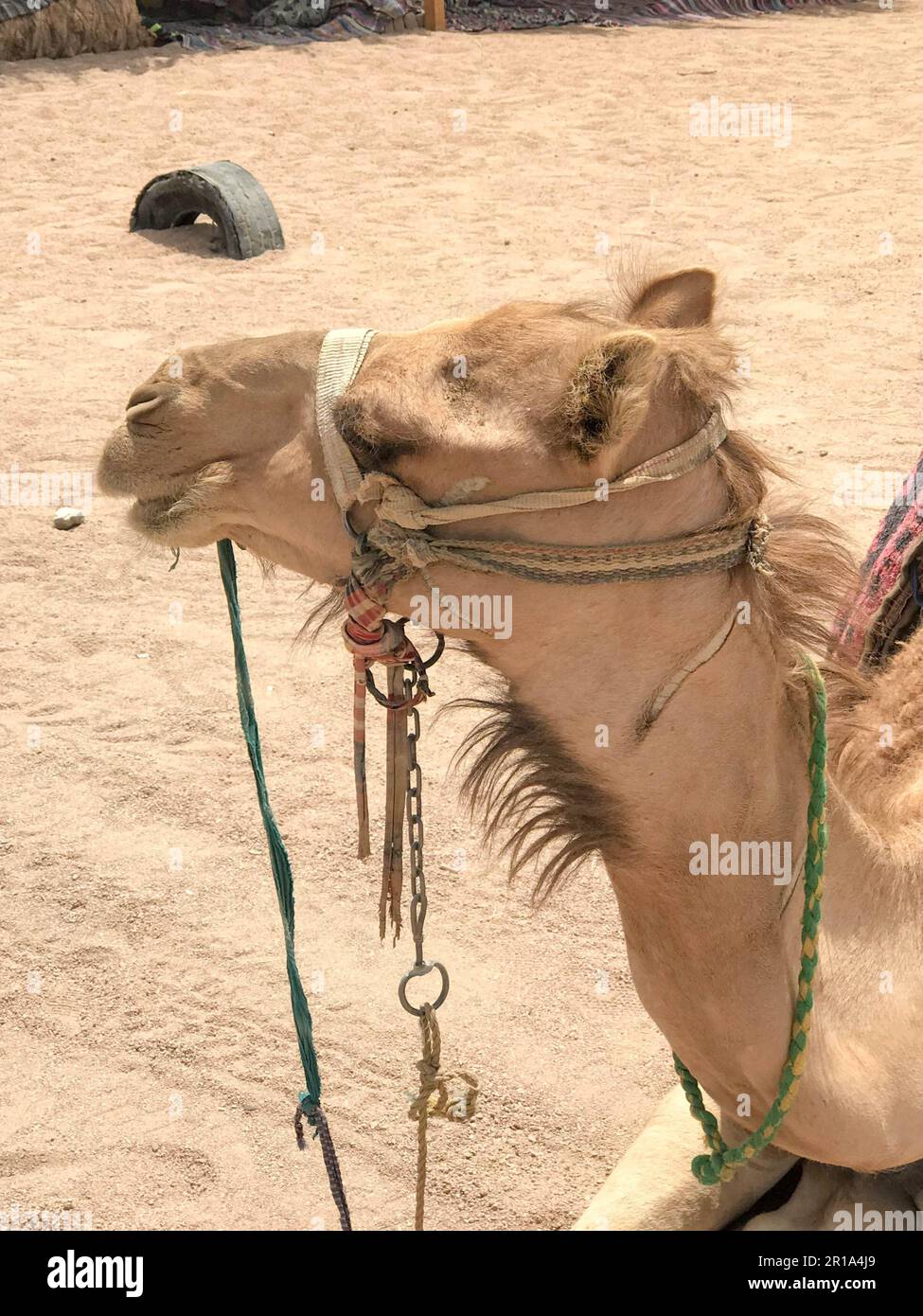 A profile of a large beige strong majestic camel with a muzzle, the ...