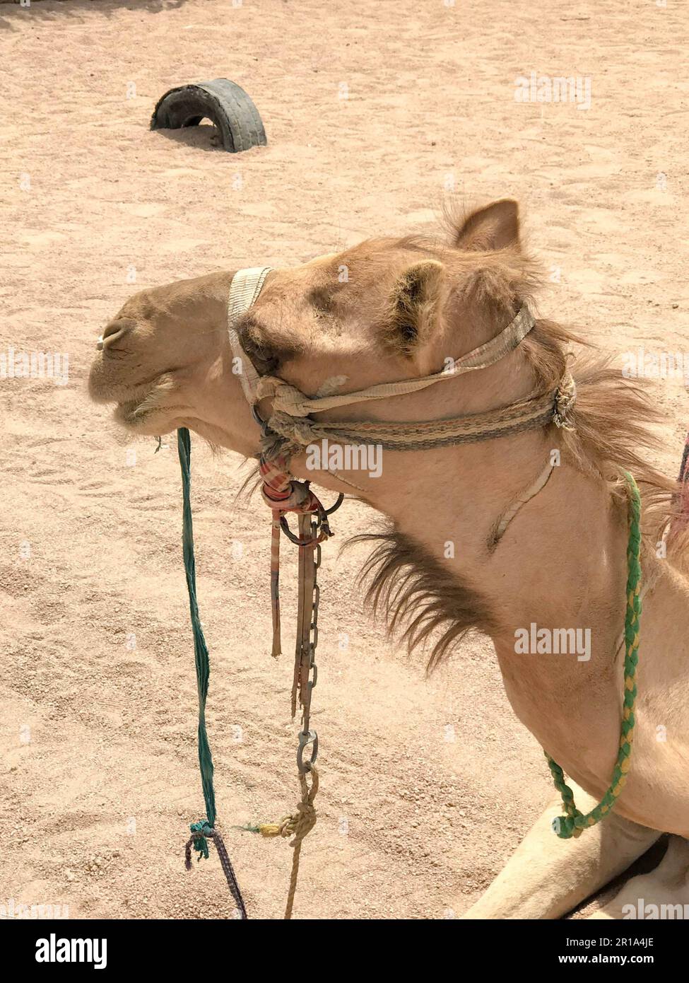 A large beautiful beige strong majestic camel with a muzzle, an exotic ...