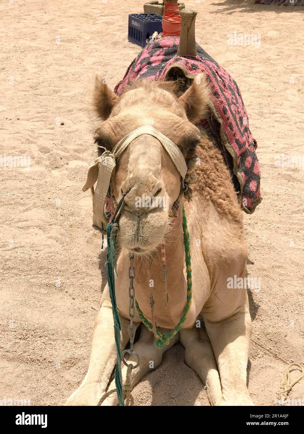 A large handsome beige strong majestic camel, an exotic trained animal ...